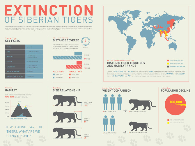 Extinction of Siberian Tigers Infographic - angelina grigorenko